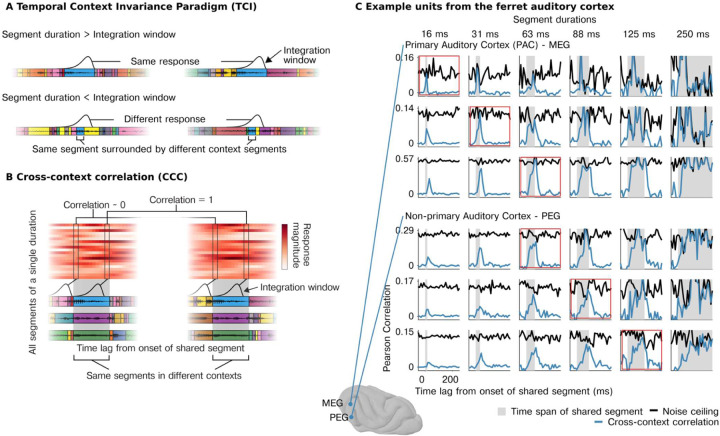 Neurons in auditory cortex integrate information within constrained temporal windows that are ...