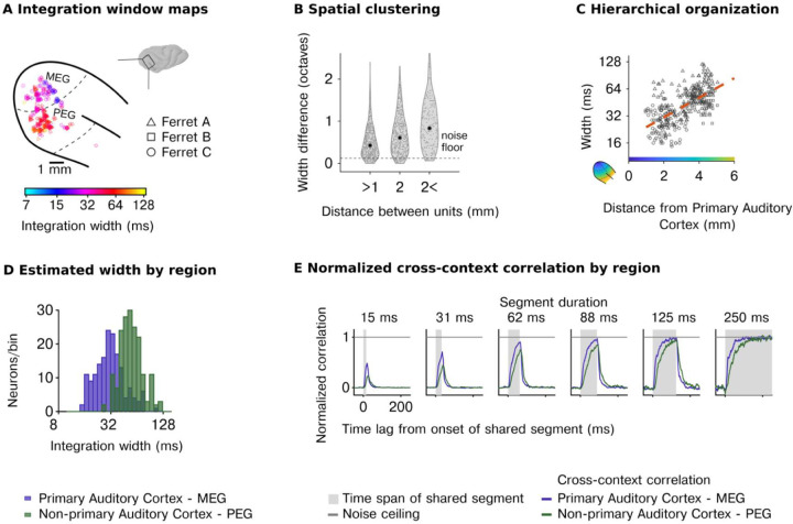 Neurons in auditory cortex integrate information within constrained temporal windows that are ...