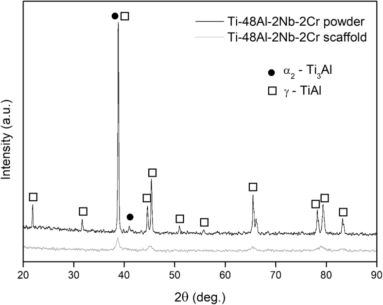 Electron Beam Powder Bed Fusion Of Ti-48al-2cr-2nb Open Porous Scaffold