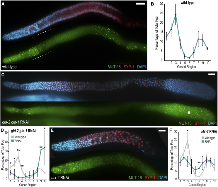 Mutator Foci Are Regulated by Developmental Stage, RNA, and the ...