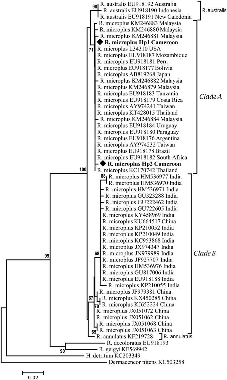 A countrywide molecular survey leads to a seminal identification of the invasive cattle tick ...