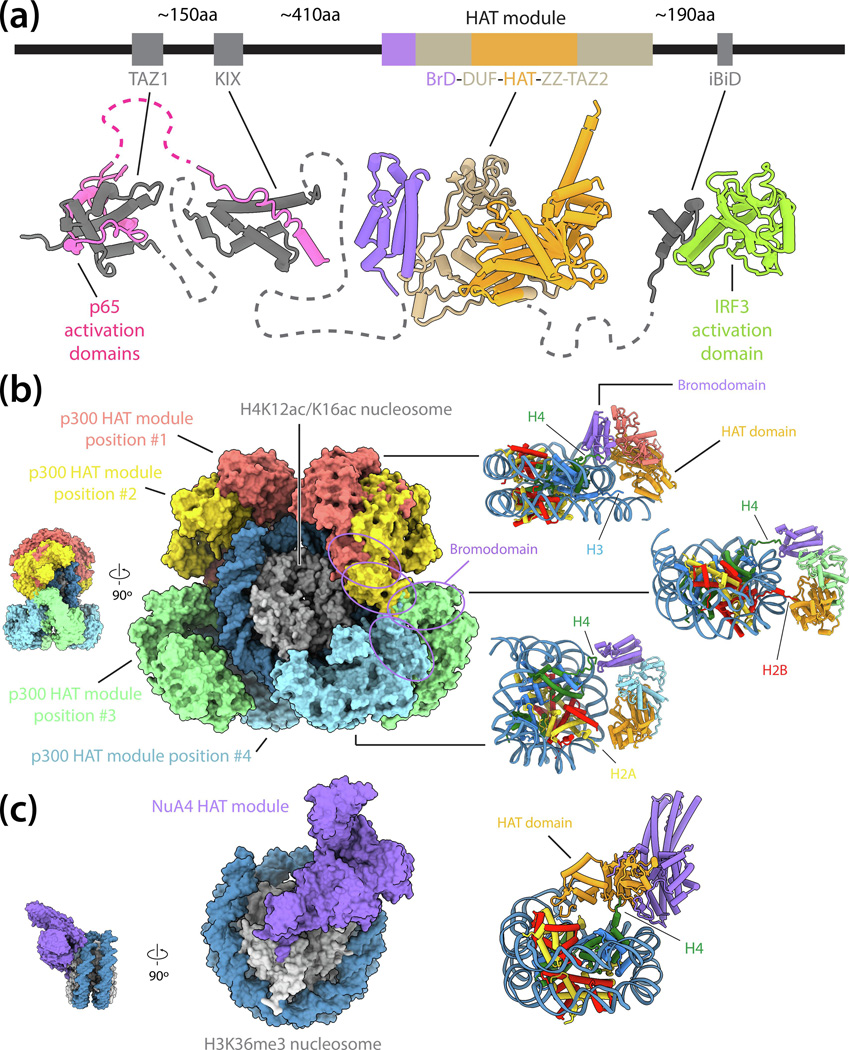 Histone Acetylation and Deacetylation – Mechanistic Insights from Structural Biology - PMC