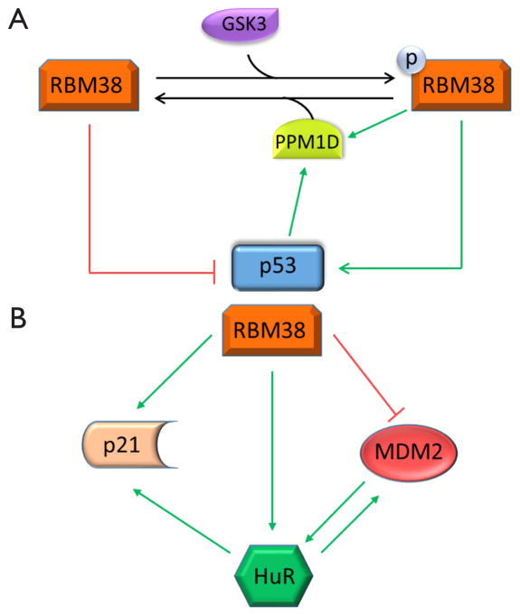 Modulation of the p53 family network by RNA-binding proteins - PMC