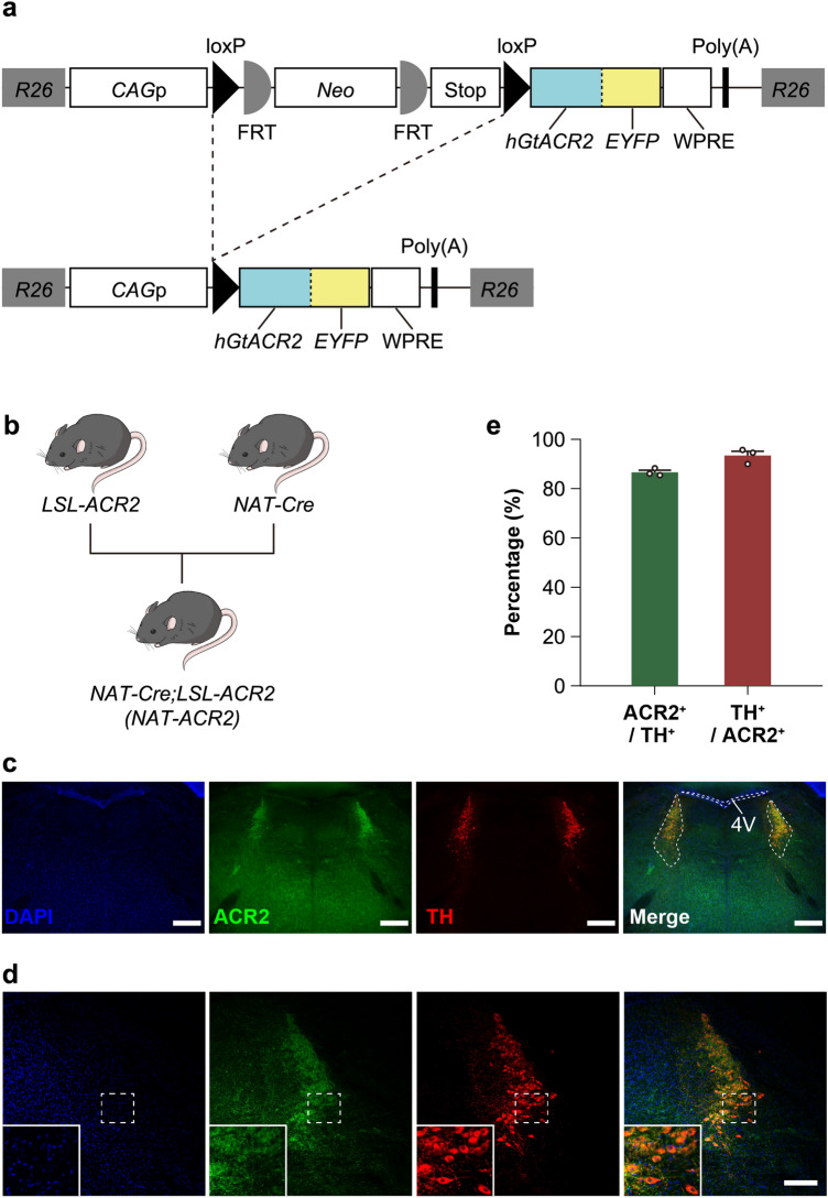 Cre-dependent ACR2-expressing reporter mouse strain for efficient long ...