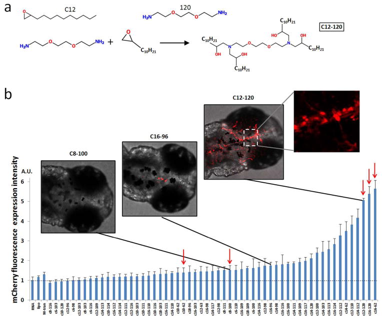 Organ-targeted high-throughput in vivo biologics screen identifies ...