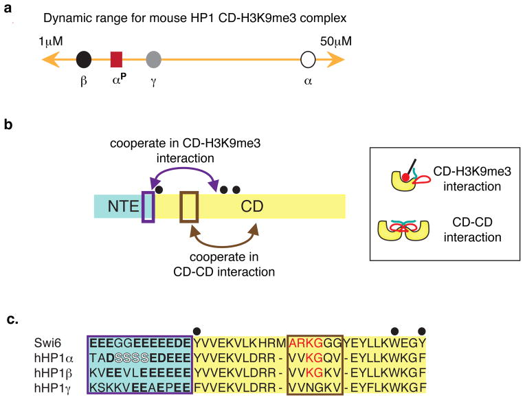 Mechanisms of functional promiscuity by HP1 proteins - PMC