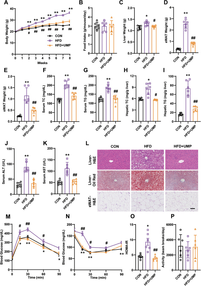 The Hydrophilic Metabolite Ump Alleviates Obesity Traits Through A