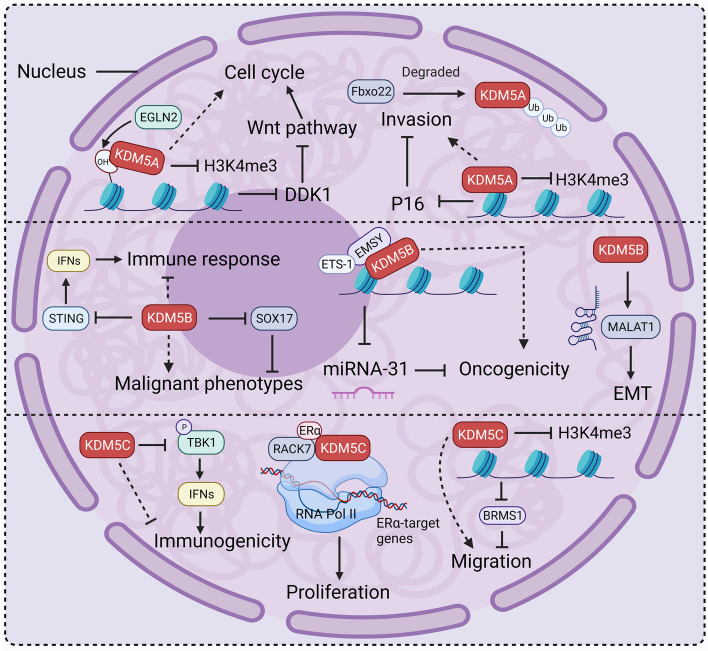 KDM5 family as therapeutic targets in breast cancer: Pathogenesis and ...