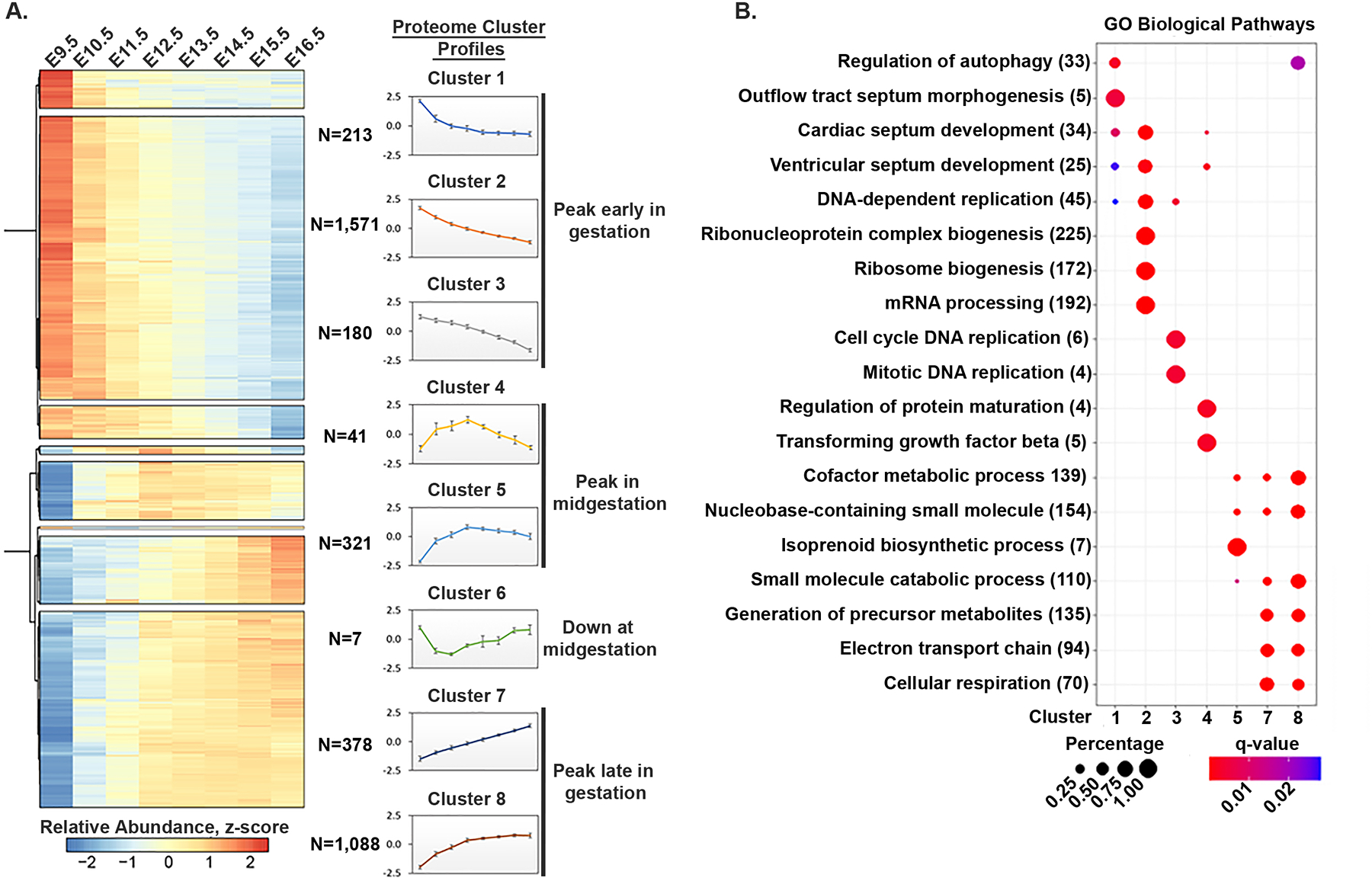 Quantitative Proteomic Profiling Identifies Global Protein Network Dynamics in Murine Embryonic ...