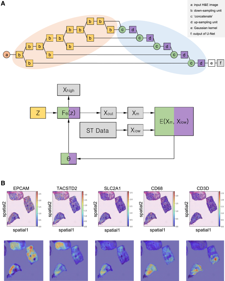 Generation of super-resolution images from barcode-based spatial transcriptomics by deep image ...