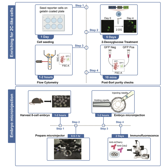 Generation of 2C-like mouse embryonic stem cells in vivo to evaluate ...