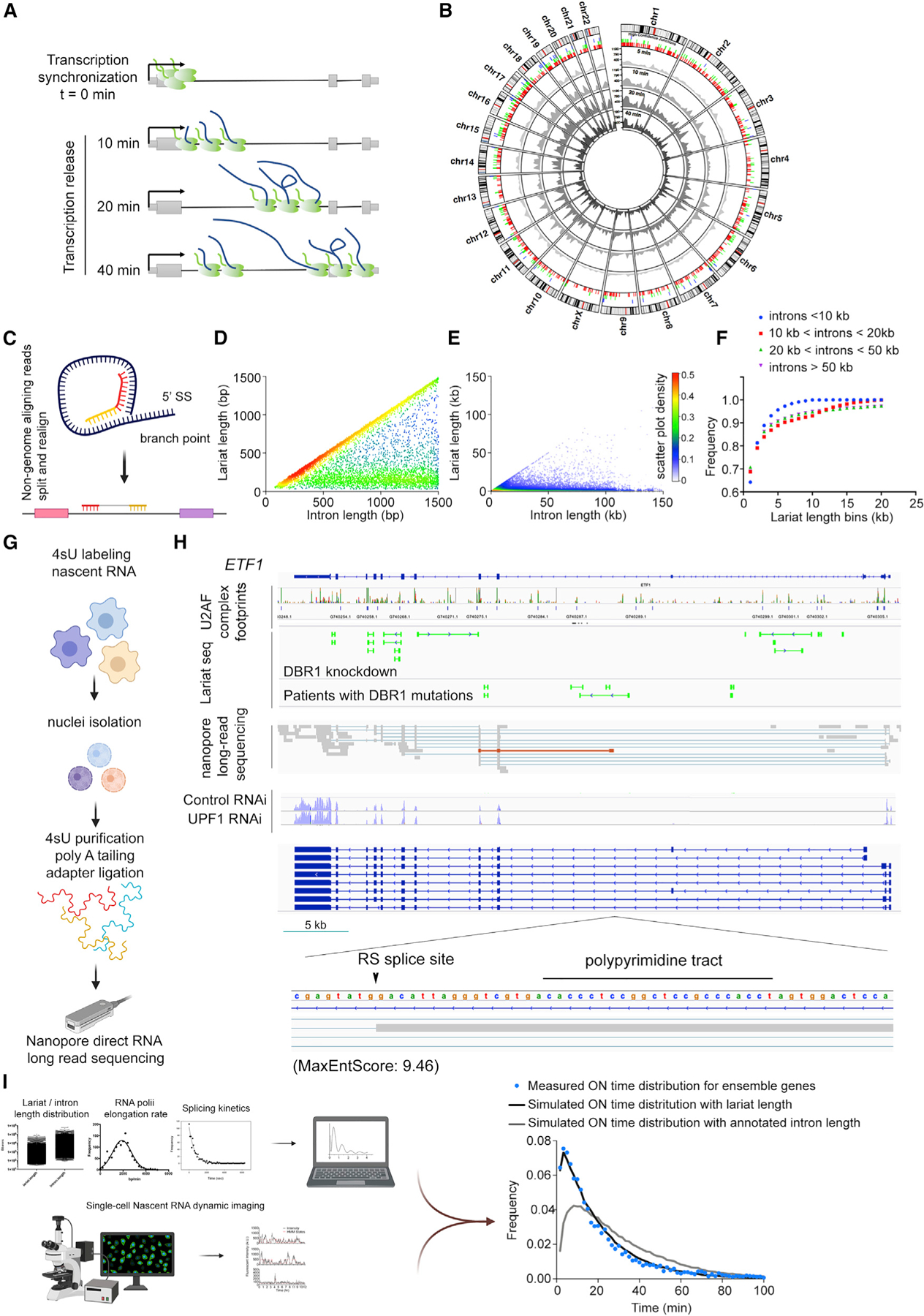 Dynamic imaging of nascent RNA reveals general principles of ... Dynamic imaging of nascent RNA reveals general principles of ...
