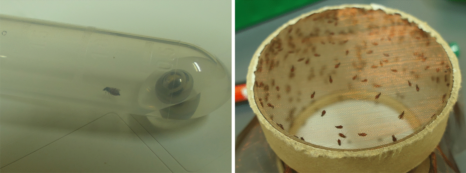 Experimental BTV-3 and BTV-8 infection of Culicoides sonorensis biting midges - PMC