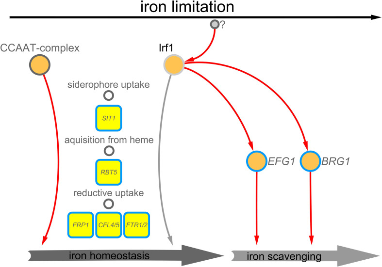 Functional Portrait of Irf1 (Orf19.217), a Regulator of Morphogenesis ...