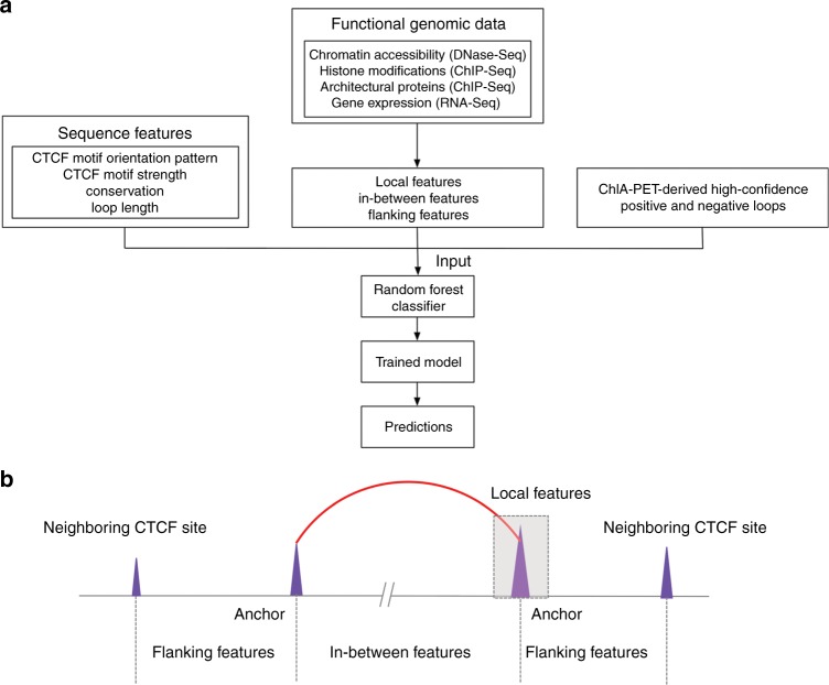 Predicting CTCF-mediated chromatin interactions by integrating genomic and epigenomic features - PMC