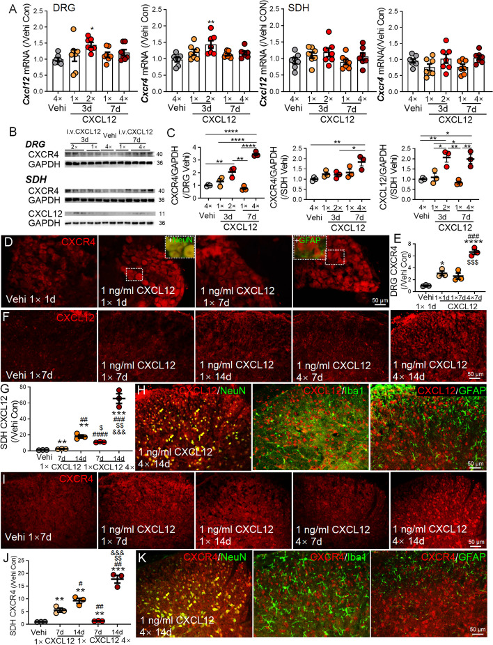 Elevated plasma CXCL12 leads to pain chronicity via positive feedback upregulation of CXCL12 ...