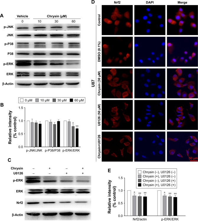 Chrysin suppresses proliferation, migration, and invasion in glioblastoma cell lines via ...