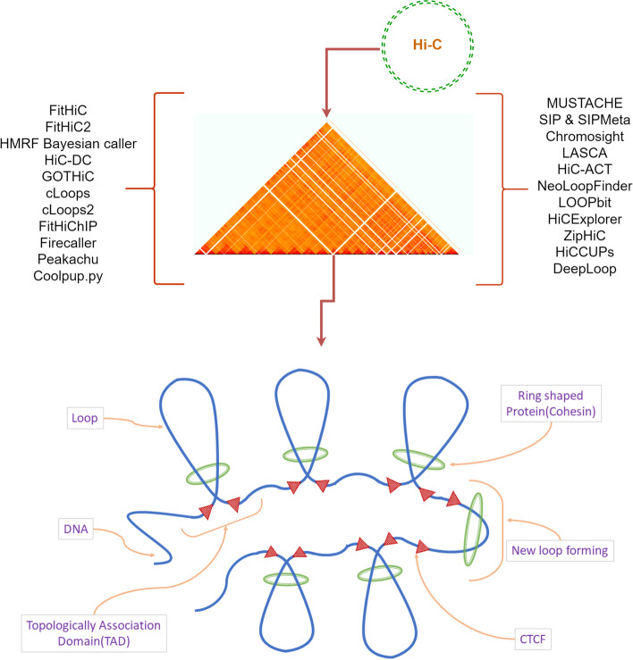 Comparative study on chromatin loop callers using Hi-C data reveals their effectiveness - PMC