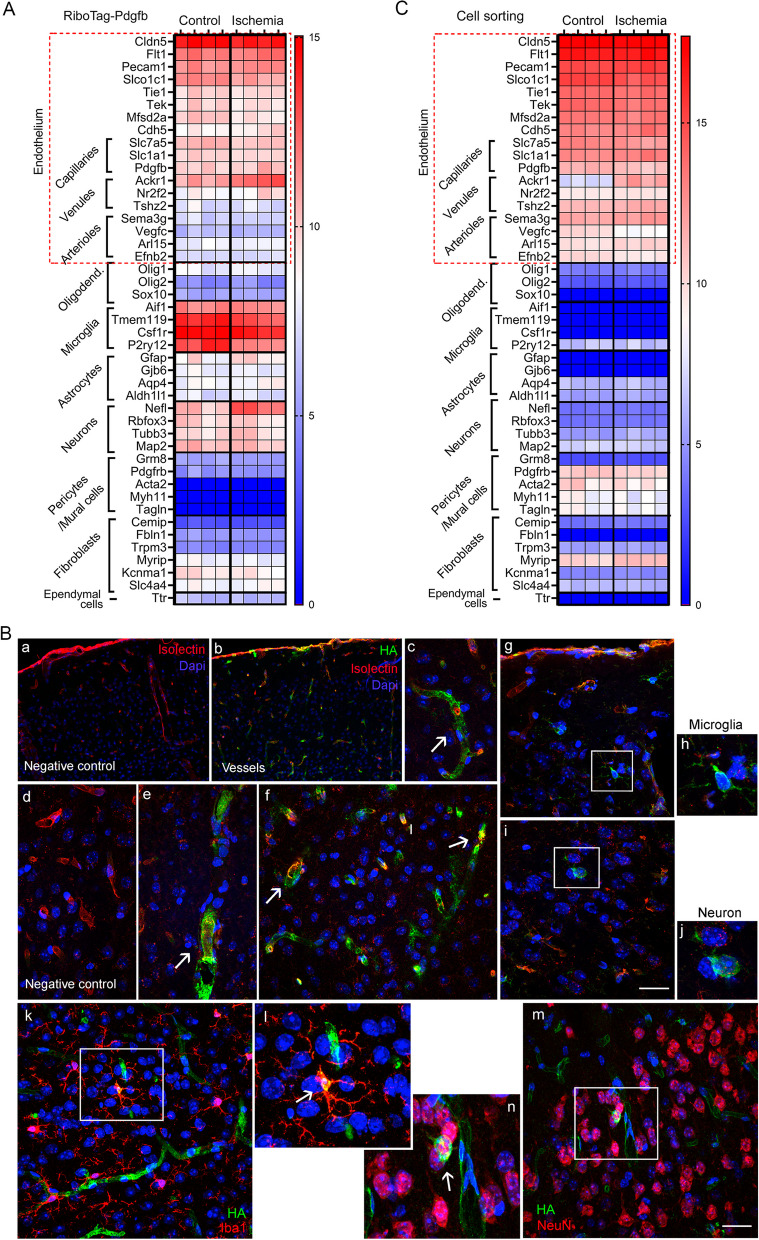 Transcriptomics and translatomics identify a robust inflammatory gene ...