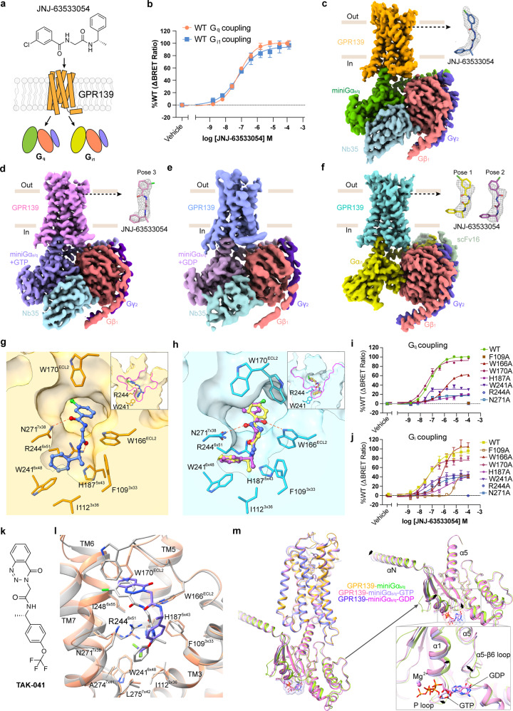 Molecular insights into ligand recognition and G protein coupling of the neuromodulatory orphan ...