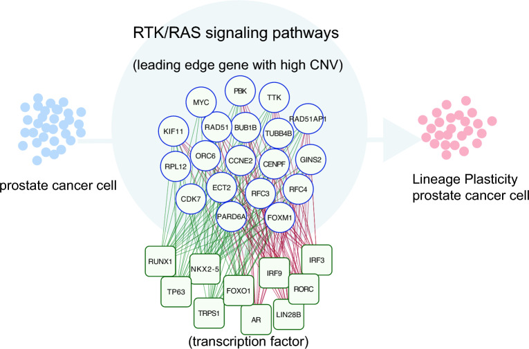 Comprehensive data mining reveals RTK/RAS signaling pathway as a promoter of prostate cancer ...
