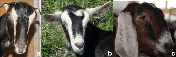 Genetic diversity and signatures of selection in various goat breeds revealed by genome-wide SNP ...