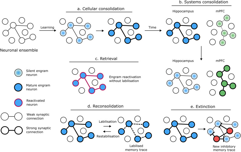 Memory persistence: from fundamental mechanisms to translational opportunities - PMC