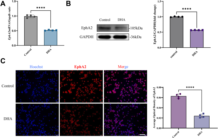 Dihydroartemisinin inhibits EphA2/PI3K/Akt pathway-mediated malignant behaviors and vasculogenic ...