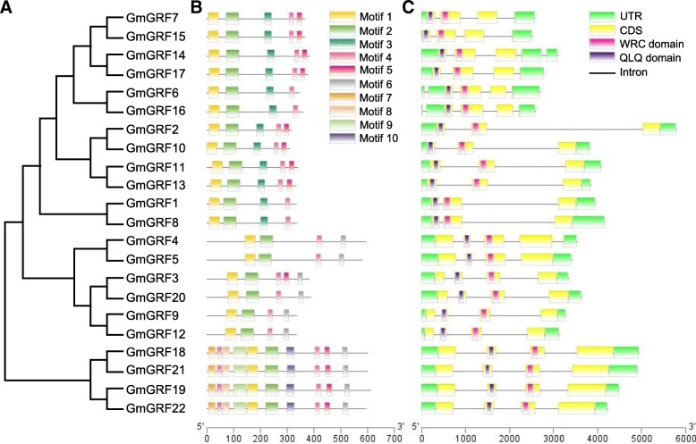 Genome-wide identification of GRF transcription factors in soybean and expression analysis of ...