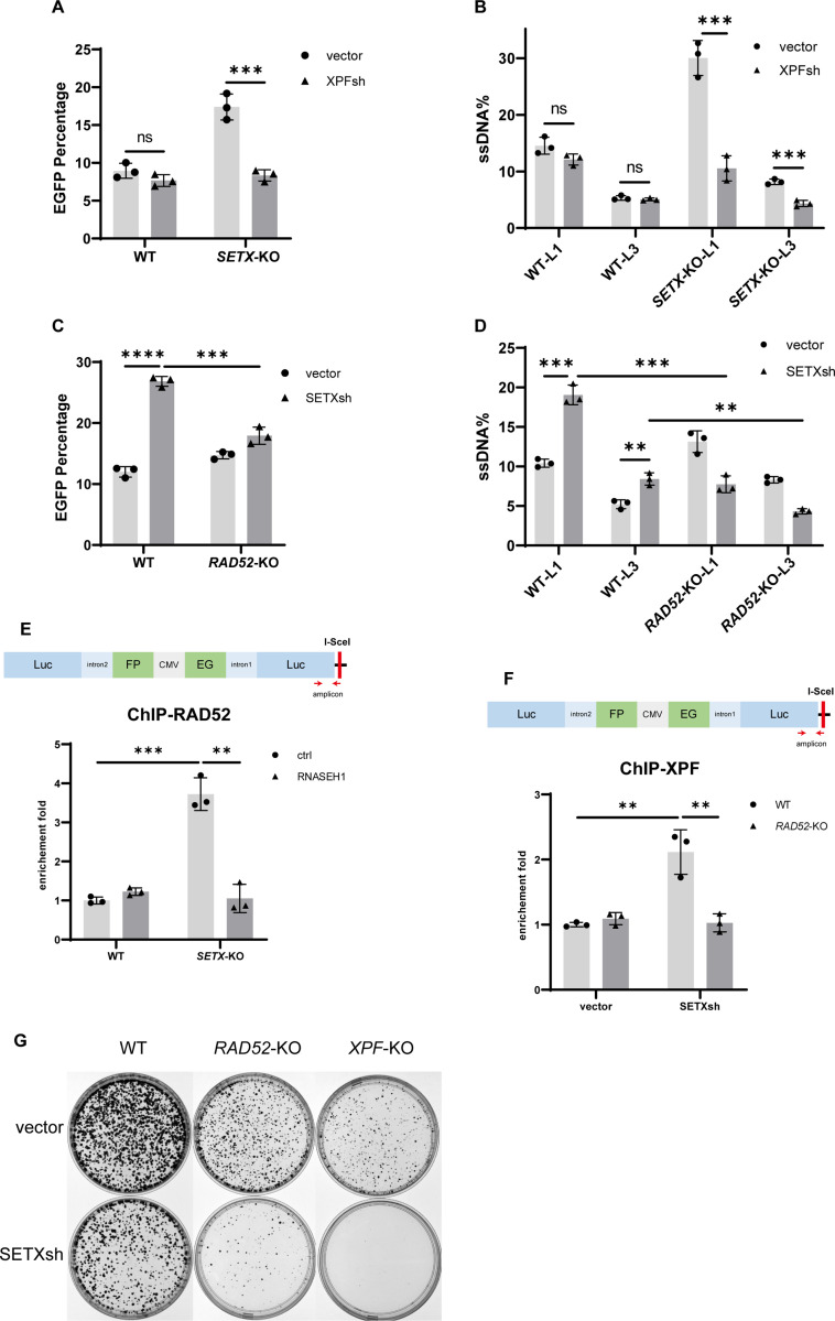 Break-induced replication is activated to repair R-loop-associated double-strand breaks in SETX ...