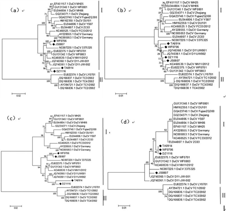 Research Note: Complete genome cloning and genetic evolution analysis of four Cherry Valley duck ...