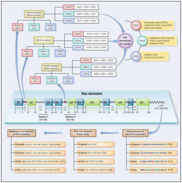 Oncogenic Ras Isoforms Signaling Specificity at the Membrane - PMC