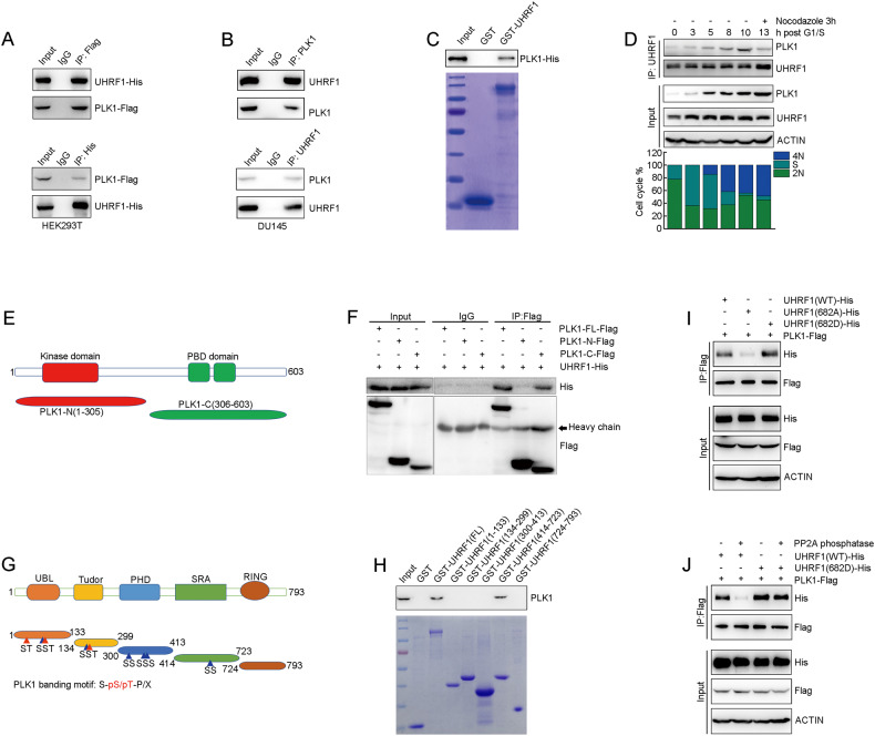PLK1 maintains DNA methylation and cell viability by regulating phosphorylation-dependent UHRF1 ...
