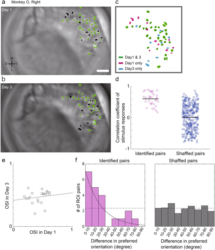 Microendoscopic calcium imaging of the primary visual cortex of behaving macaques - PMC