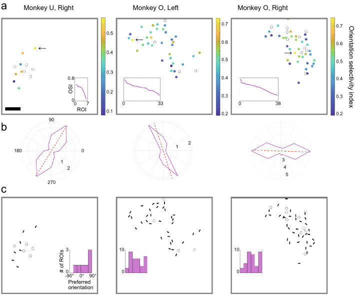 Microendoscopic calcium imaging of the primary visual cortex of behaving macaques - PMC