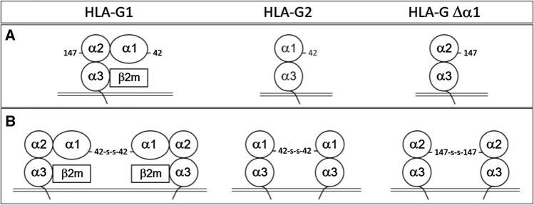 The HLA-G immune checkpoint: a new immuno-stimulatory role for the α1-domain-deleted isoform - PMC