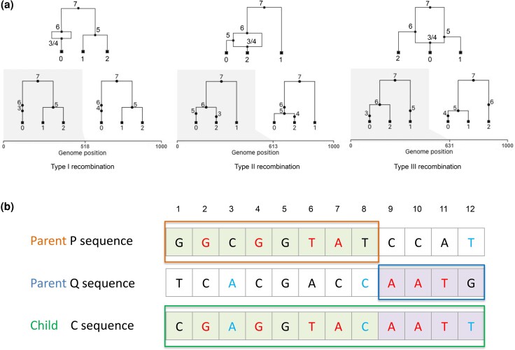 Exploring the Accuracy and Limits of Algorithms for Localizing Recombination Breakpoints - PMC