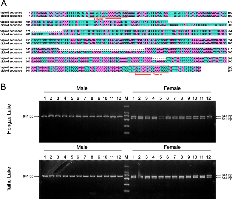 Characterization Of The Sex Determining Region And Development Of A Molecular Sex Identification