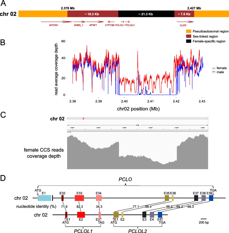 Characterization Of The Sex Determining Region And Development Of A Molecular Sex Identification
