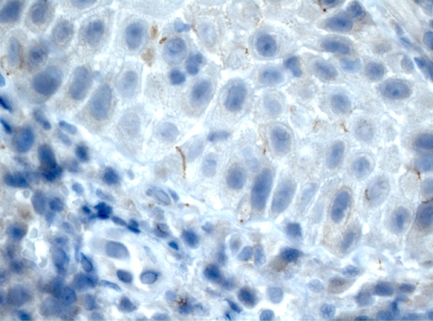Fig. 11