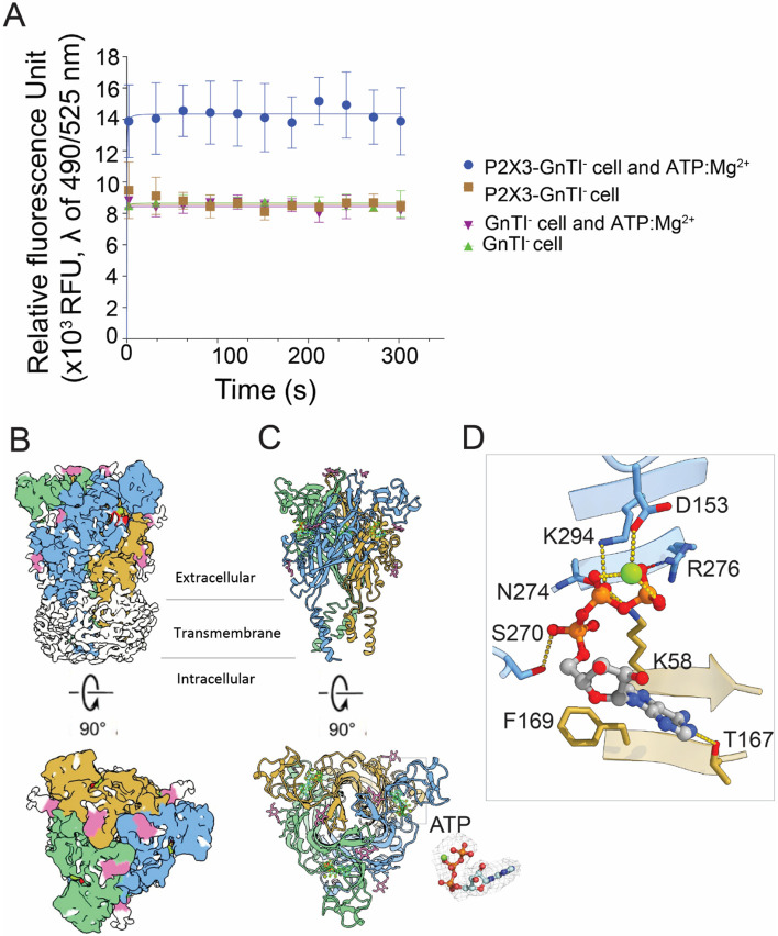 A Second Drug Binding Site in P2X3 - PMC