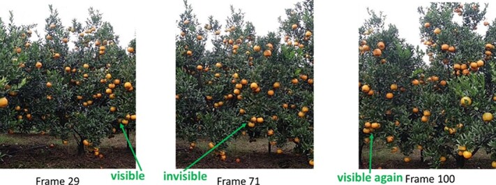 Deep-learning-based in-field citrus fruit detection and tracking - PMC