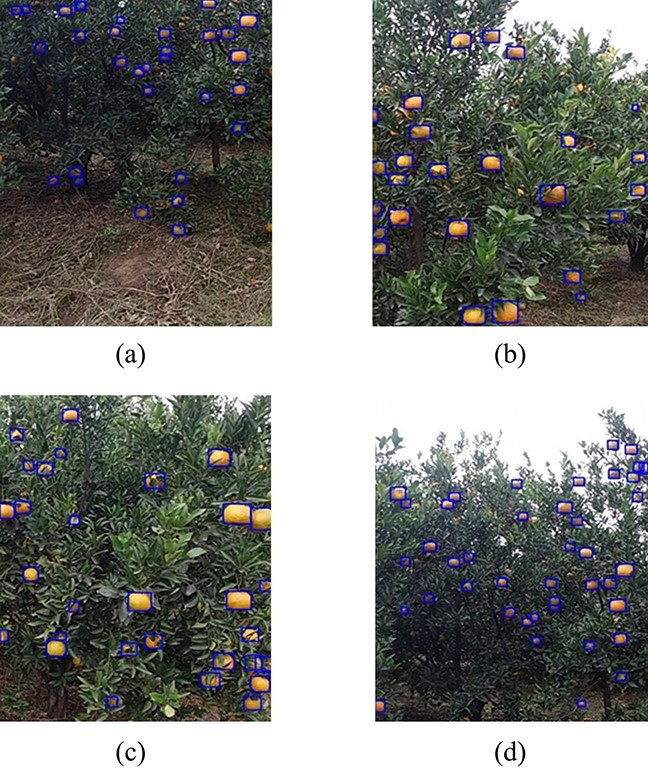 Deep Learning Based In Field Citrus Fruit Detection And Tracking Pmc