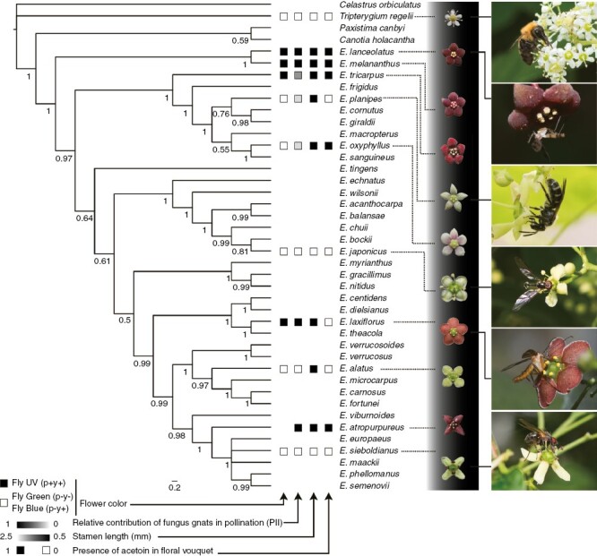 Adaptation to pollination by fungus gnats underlies the evolution of ...