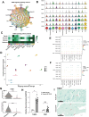 Shared and Compartment-Specific Processes in Nucleus Pulposus and Annulus Fibrosus During ...