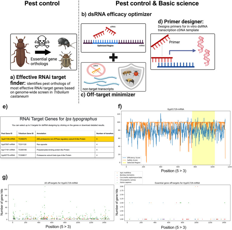 Optimizing dsRNA sequences for RNAi in pest control and research with the dsRIP web platform - PMC