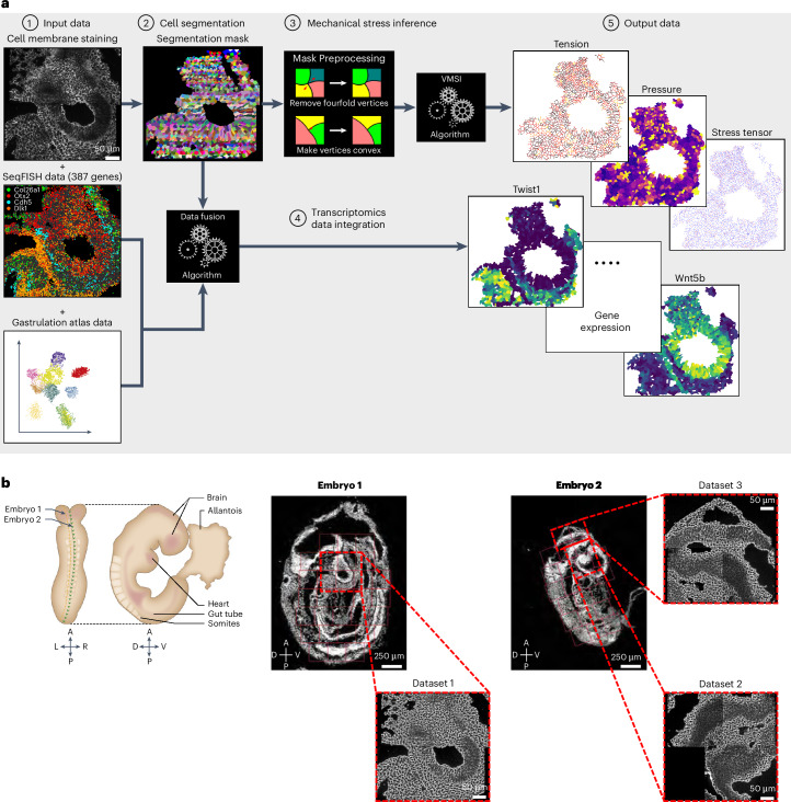 A computational pipeline for spatial mechano-transcriptomics - PMC