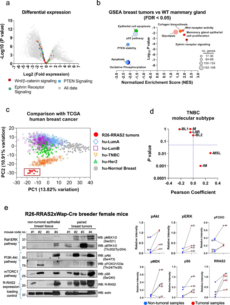 Unmutated RRAS2 emerges as a key oncogene in post-partum-associated triple negative breast ...