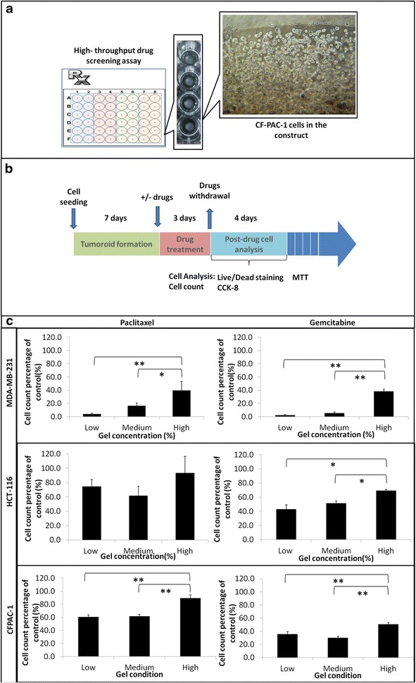 From competency to dormancy: a 3D model to study cancer cells and drug ...