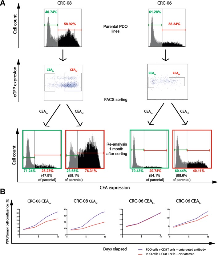 CEA expression heterogeneity and plasticity confer resistance to the ...